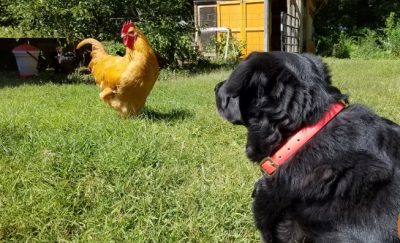 The Best Roosters for Your Flock - Backyard Poultry